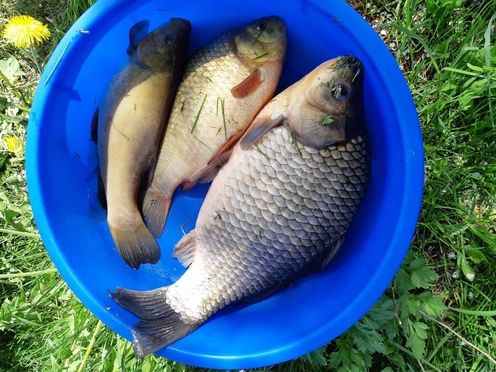 Fishing with natural baits on Pond Šaukėnų I-asis (Kelmės, Šiaulių ...