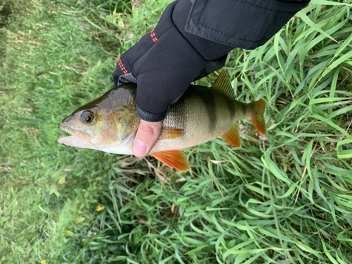 Eurasian perch fishing with spoons | pinfishing.com