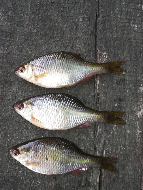 European bitterling , cought at 08/24/2021 - information about the ...