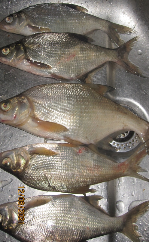 Fishing with natural baits on Pond Pakumulšių II-asis (Šiaulių, Šiaulių ...