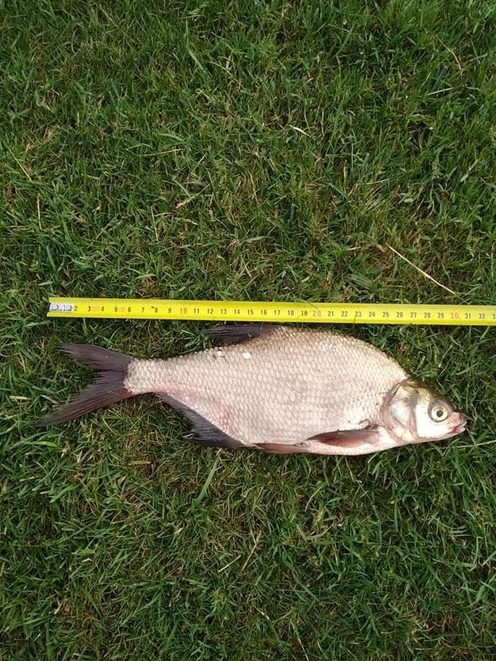Bottom fishing on Pond Kretingos parko I-asis (Kretingos, Klaipėdos ...