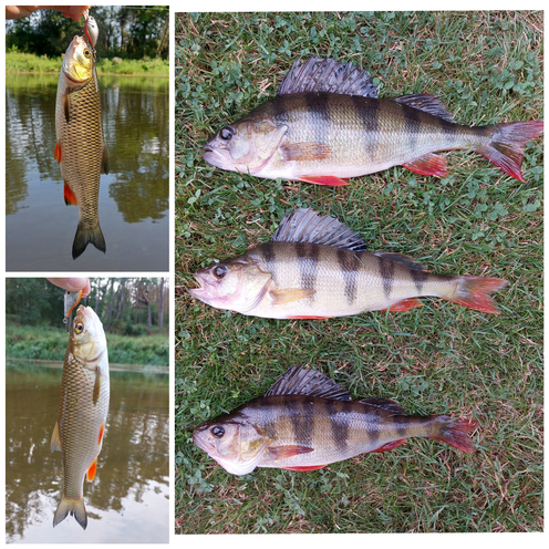 Green head fishing in Vilniaus | pinfishing.com