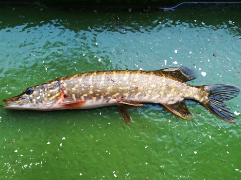 Fishing in Lithuania | pinfishing.com