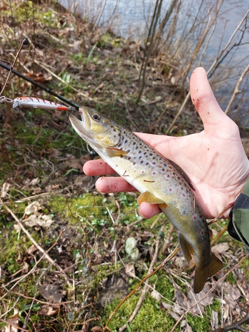 Brown Trout , cought at 03/29/2022 - information about the catch ...