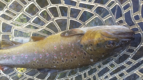 Margasis upėtakis, 1lb 12oz, 1ft 5(1/2)in , cought at 08/25/2021 ...