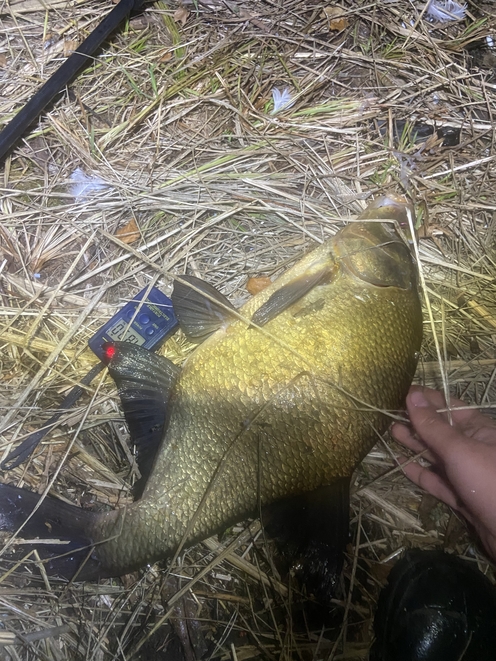 Carp bream, 3lb 15oz , cought at 07/29/2023 - information about the ...