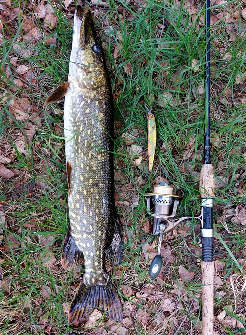 Northern Pike, 3lb 11oz, 2ft 1in , cought at 05/26/2023 - information ...