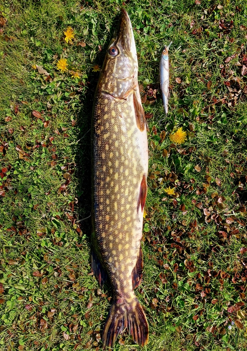 Northern Pike, 4lb 6oz, 2ft 3in , cought at 05/09/2023 - information ...