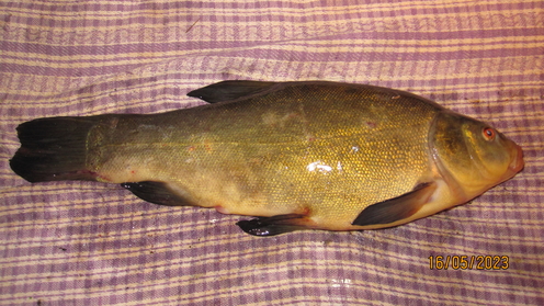 Tench fishing on Pond Pakumulšių I-asis (Šiaulių, Šiaulių) | pinfishing.com
