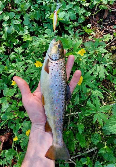 Brown Trout , cought at 04/24/2023 - information about the catch ...
