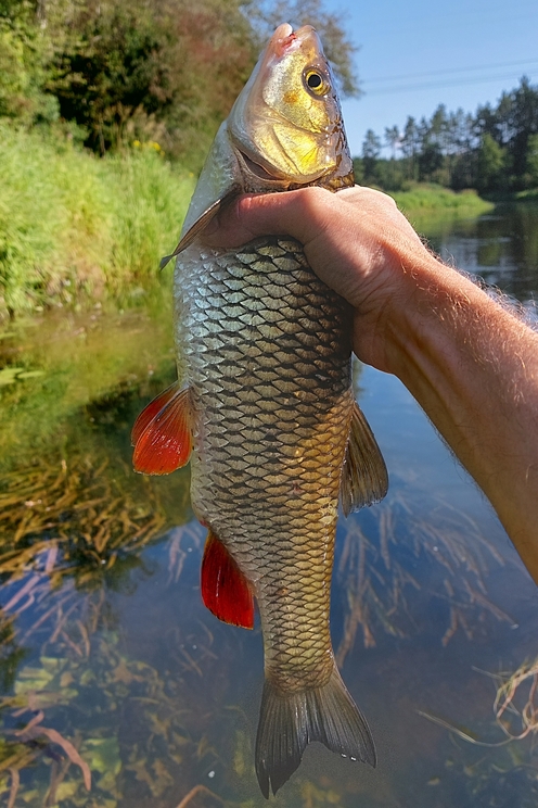Chub (Squalius cephalus) fishing in Utenos | pinfishing.com