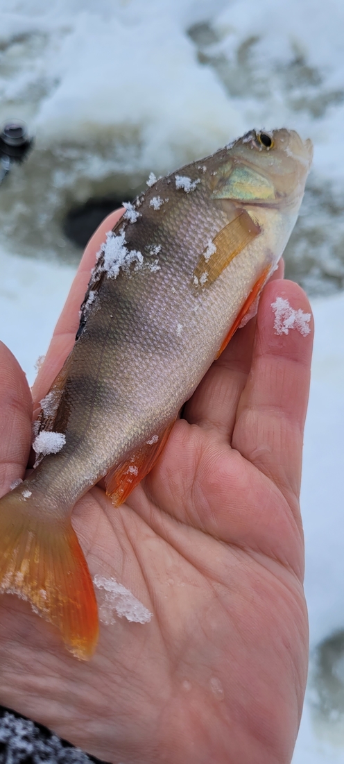 Eurasian perch , cought at 01/20/2024 - information about the catch ...