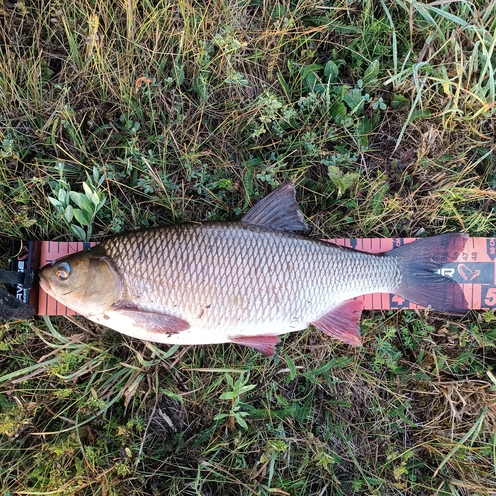 Ide fishing in Joniškio, Šiaulių | pinfishing.com