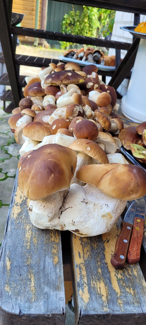 Northern Pike, 12lb 2oz , cought at 09/06/2023 - information about the ...