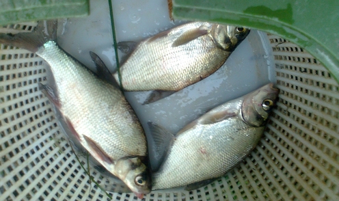 Fishing with natural baits on Pond Pakumulšių II-asis (Šiaulių, Šiaulių ...