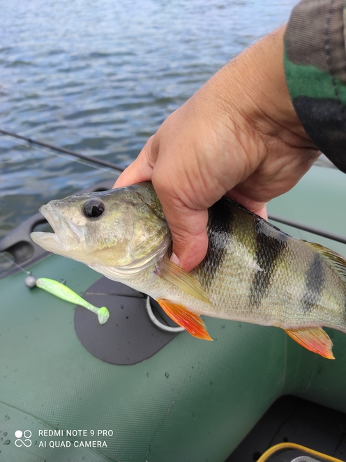 Eurasian perch, 14oz , cought at 09/17/2023 - information about the ...