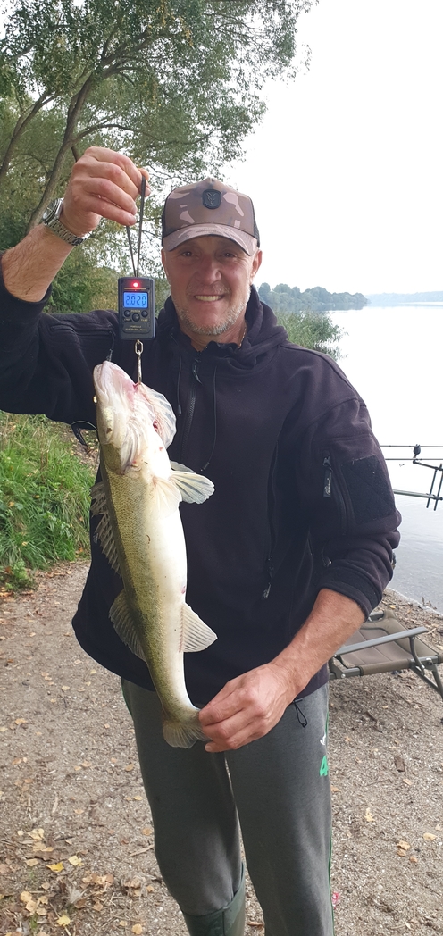 Pike perch (Sander lucioperca) fishing with dead fish | pinfishing.com