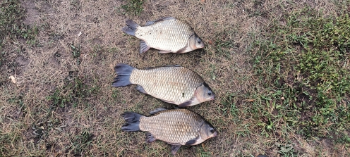 Prussian carp (Carassius gibelio) fishing with larva | pinfishing.com