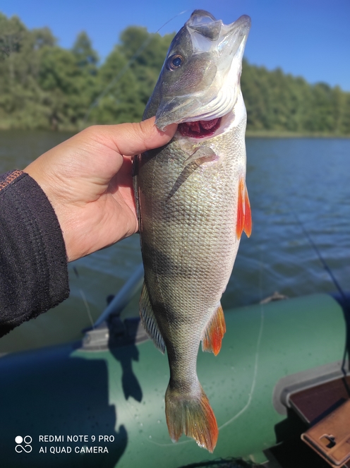 Eurasian perch, 1lb 1oz, 1ft 2(1/2)in , cought at 09/17/2023 ...