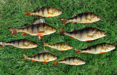 Eurasian perch , cought at 05/14/2023 - information about the catch ...