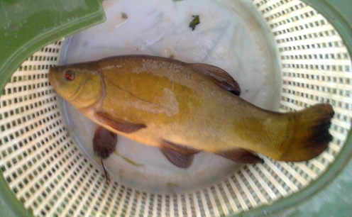 Tench fishing on ponds | pinfishing.com