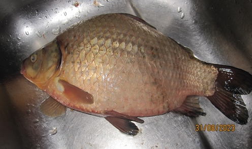 Prussian carp (Carassius gibelio) fishing on Pond Pakumulšių I-asis ...