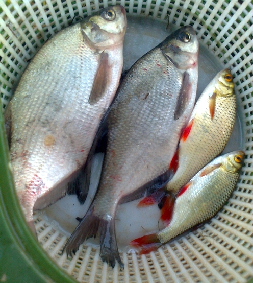 Carp bream fishing on Pond Pakumulšių I-asis (Šiaulių, Šiaulių ...