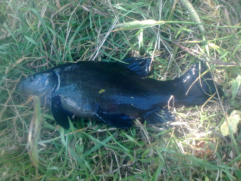 Fishing with natural baits on Pond Pakumulšių I-asis (Šiaulių, Šiaulių ...