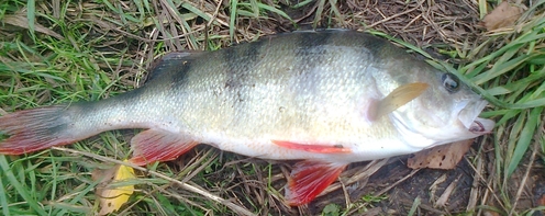 Eurasian perch, 1lb 3oz, 1ft 1(1/2)in , cought at 09/18/2025 ...