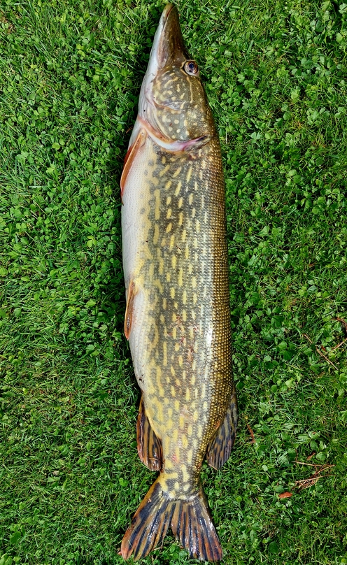Northern Pike, 9lb 14oz, 2ft 9in , cought at 05/06/2025 - information ...