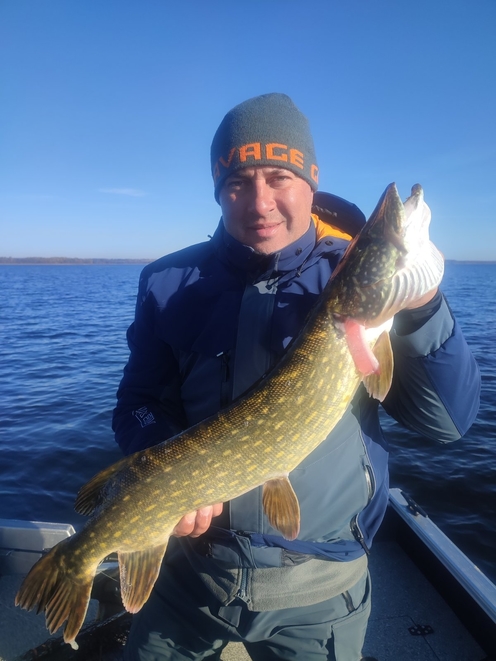 Northern Pike, 7lb 11oz , cought at 10/20/2024 - information about the ...