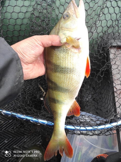 Eurasian perch, 1lb 1oz , cought at 12/07/2024 - information about the ...