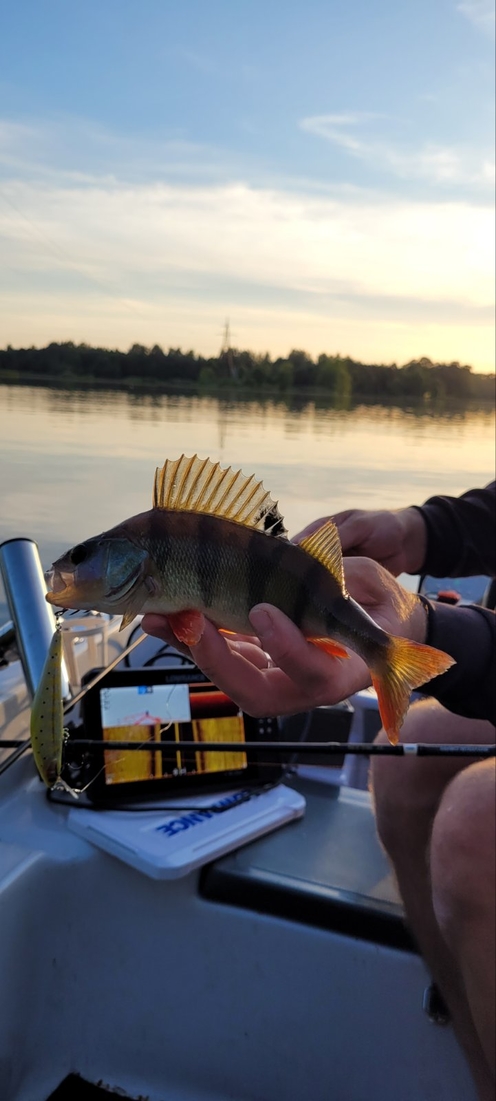 Eurasian perch - information about the catch | Pinfishing.com