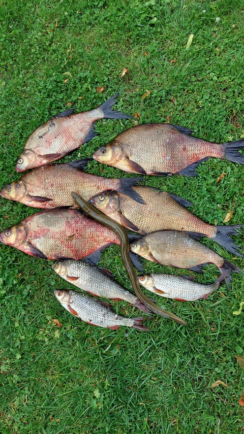 Carp bream , cought at 06/19/2025 - information about the catch ...