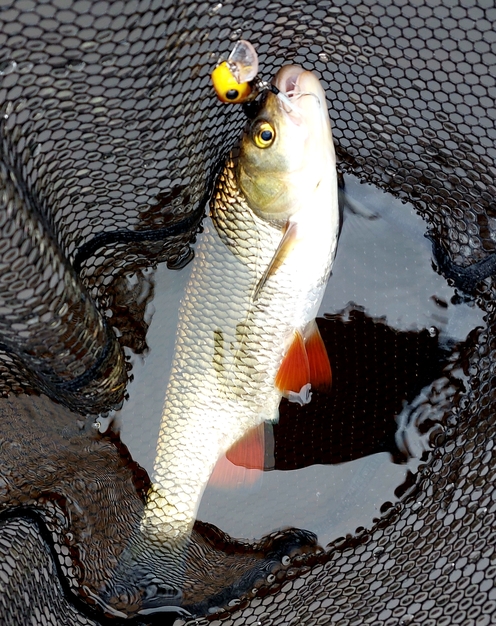 chub , cought at 07/19/2025 - information about the catch | Pinfishing.com