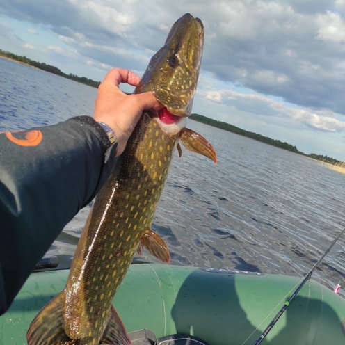 Northern Pike, 6lb 2oz , cought at 05/13/2025 - information about the ...