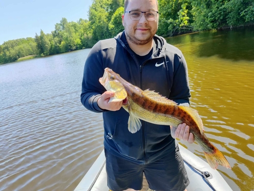 Pike perch, 6lb 6oz, 2ft 3in , cought at 06/14/2025 - information about ...