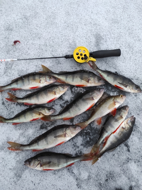 Eurasian perch , cought at 03/02/2025 - information about the catch ...
