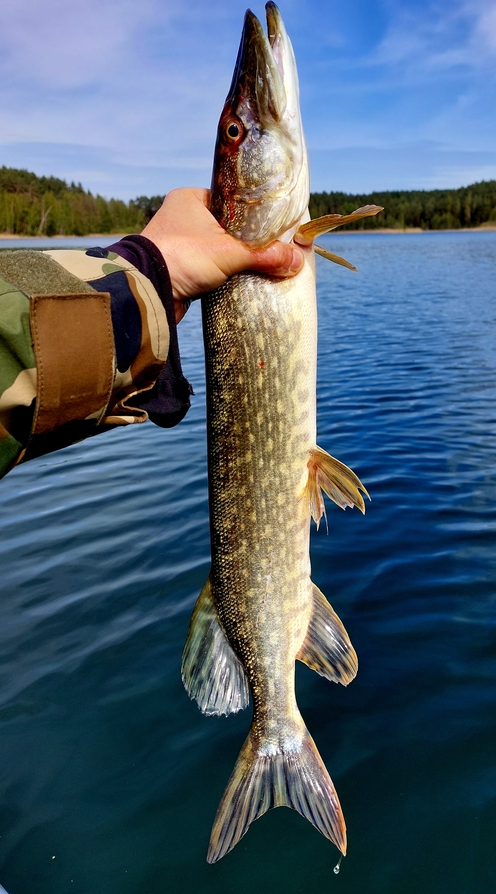 Northern Pike , cought at 05/03/2025 - information about the catch ...