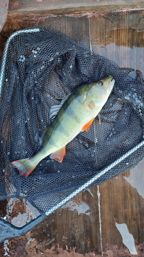 Pinfishing.com - catch more with us!