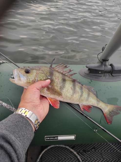 Eurasian perch, 1lb 1oz , cought at 09/15/2024 - information about the ...