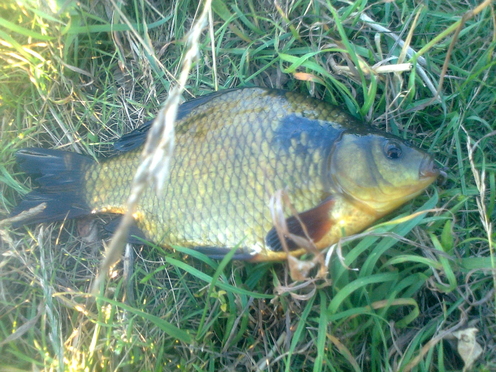 Fishing with natural baits on Pond Pakumulšių I-asis (Šiaulių, Šiaulių ...