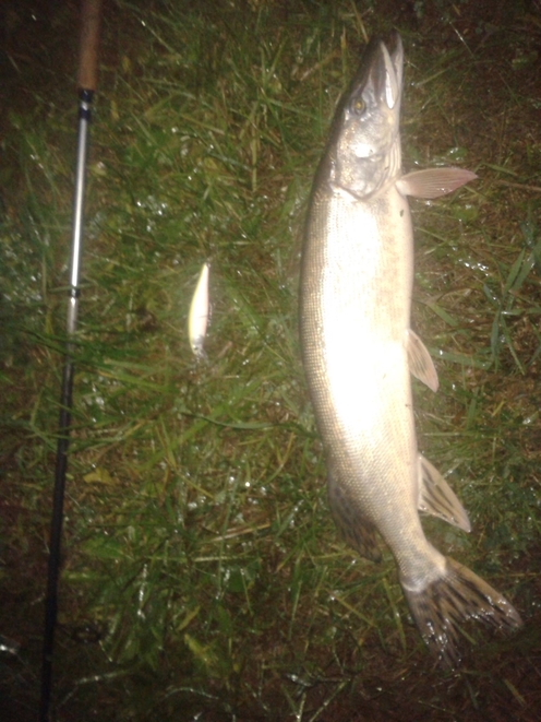 Northern Pike, 4lb 6oz, 1ft 5(1/2)in , cought at 11/16/2013 ...