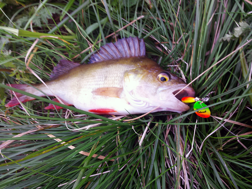 Spinning on Pond Pakumulšių II-asis (Šiaulių, Šiaulių) | pinfishing.com