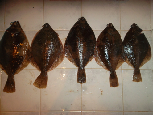 Flounder (Apionichthys finis) fishing | pinfishing.com