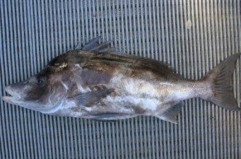 Boarfish (Pseudopentaceros wheeleri) fishing | pinfishing.com