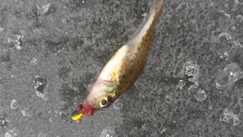 Ice fishing for Ruffe | pinfishing.com