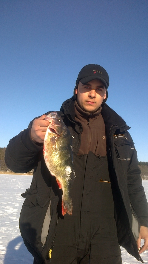Eurasian perch, 2lb 3oz , cought at 03/27/2013 - information about the ...