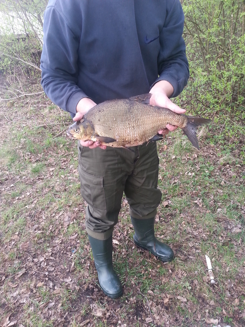 Carp bream, 6lb 2oz, 1ft 4(1/2)in , cought at 04/25/2015 - information ...