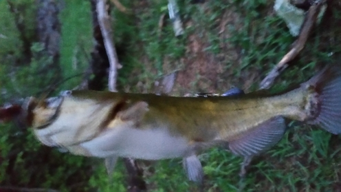 Silver catfish (Bagrus docmak) fishing in Pictou, Nova Scotia ...